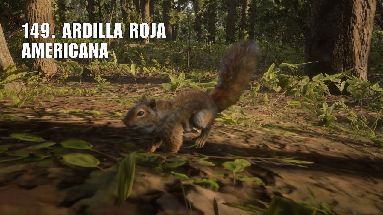 RDR2 ARDILLA ROJA AMERICANA: Ubicación y Compendio | Guía de Animales ...
