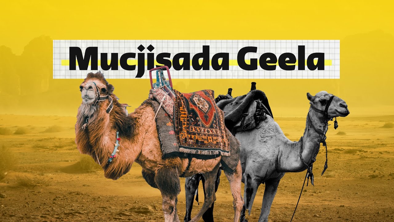 Mucjisada Geela ee uu ilaahay quraankiisa ku sheegay | Wuxuu cabaa 100 ...