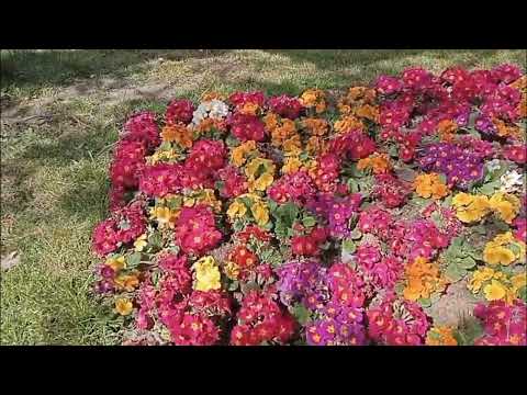 Huzur veren videolar  Hoş geldin yaz! #keşfet #doğa