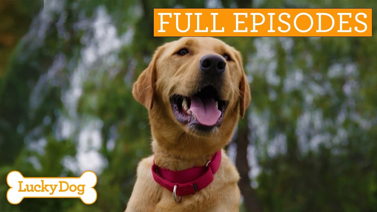 Untrainable Puppy Could Heal Grieving Dog’s Heart | Lucky Dog Double ...