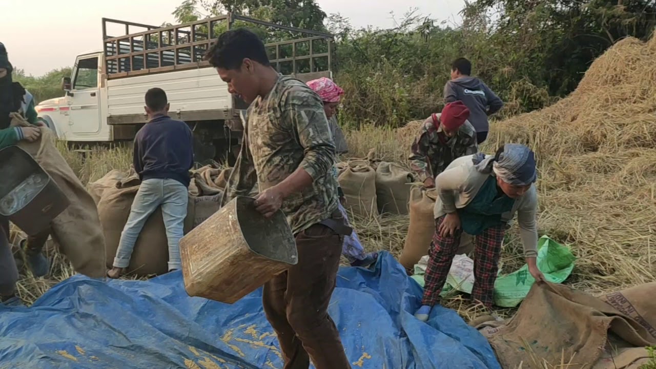 Traditional paddy cultivation - YouTube