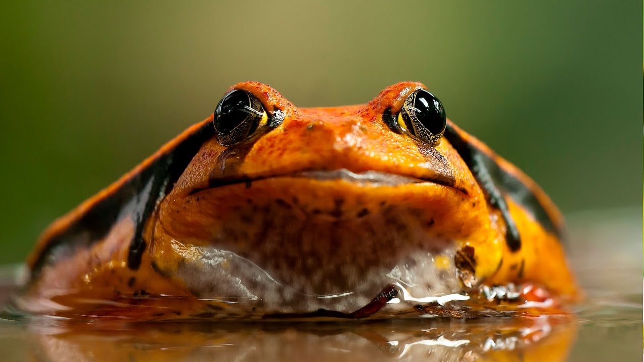 Frog Screaming, Funny Frog Videos - Natural Sound. - YouTube