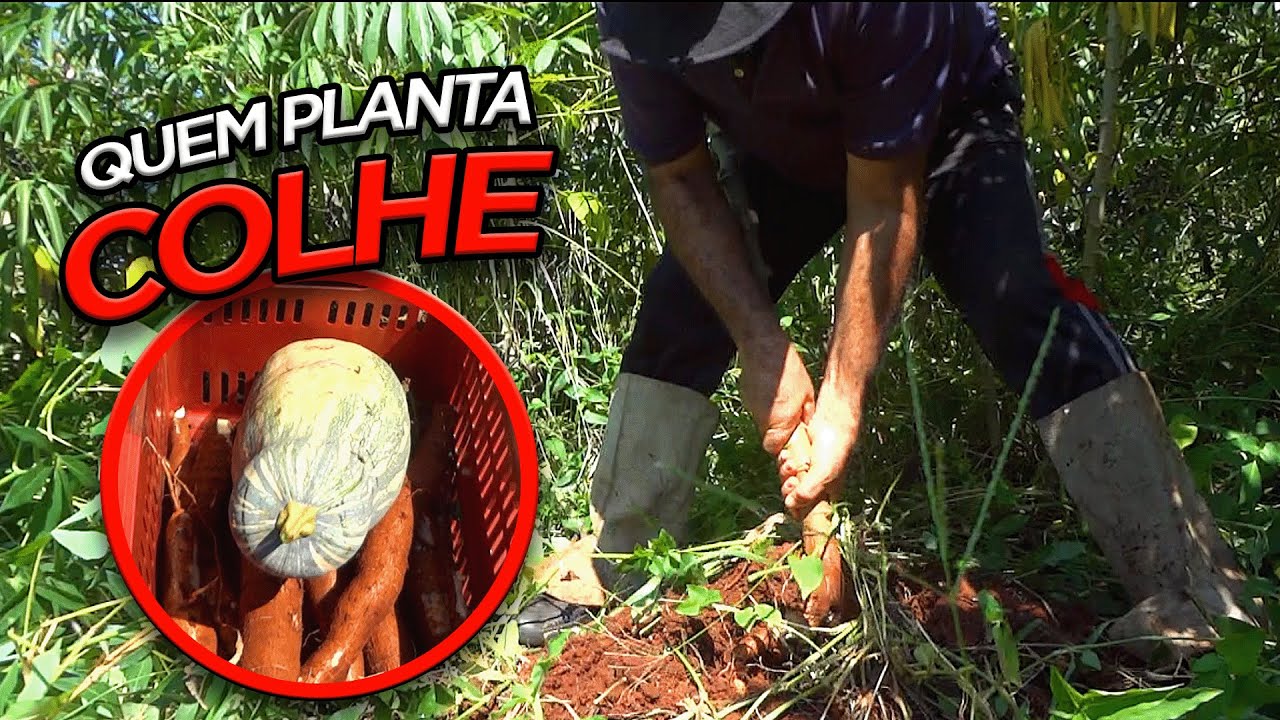 Pé de Mandioca de 2 Metros - Canal do Barui - YouTube Pé de Mandioca de 2 Metros - Canal do Barui - YouTube