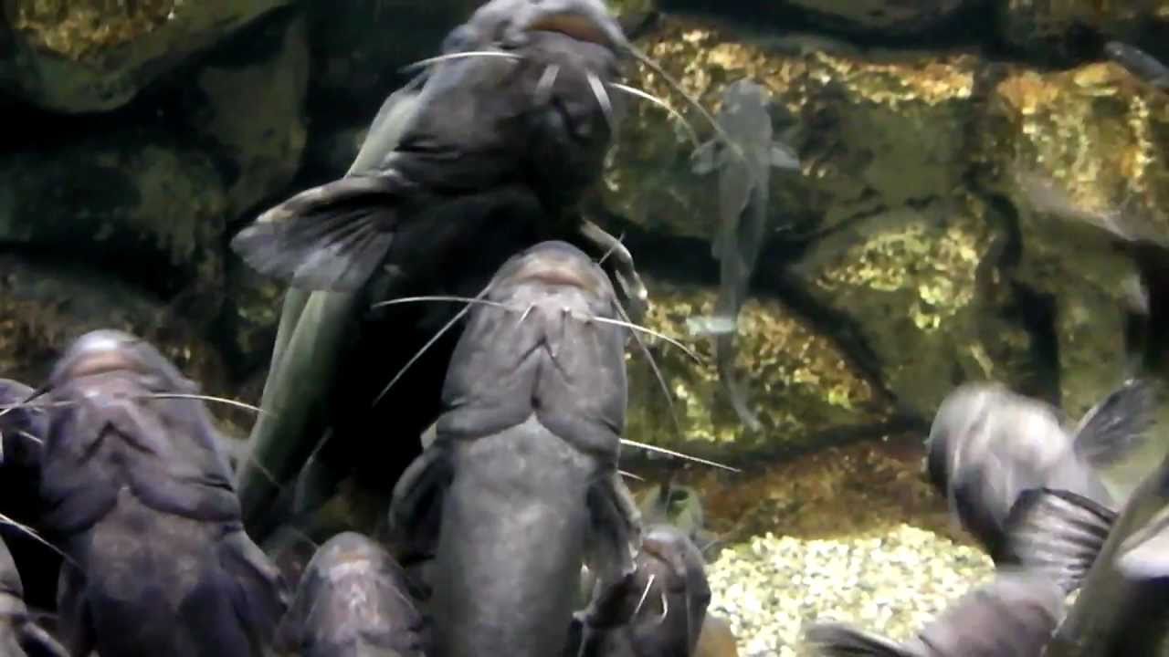 ギギ ギギの鳴き声 Small Japanese Catfish, GiGi - YouTube
