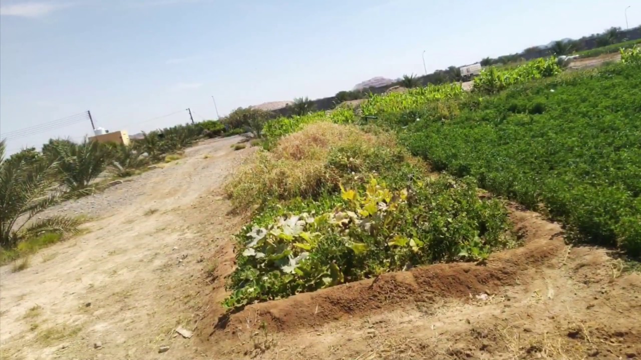 Farming in Muscat with dripping system||Agriculture in Oman Country ...