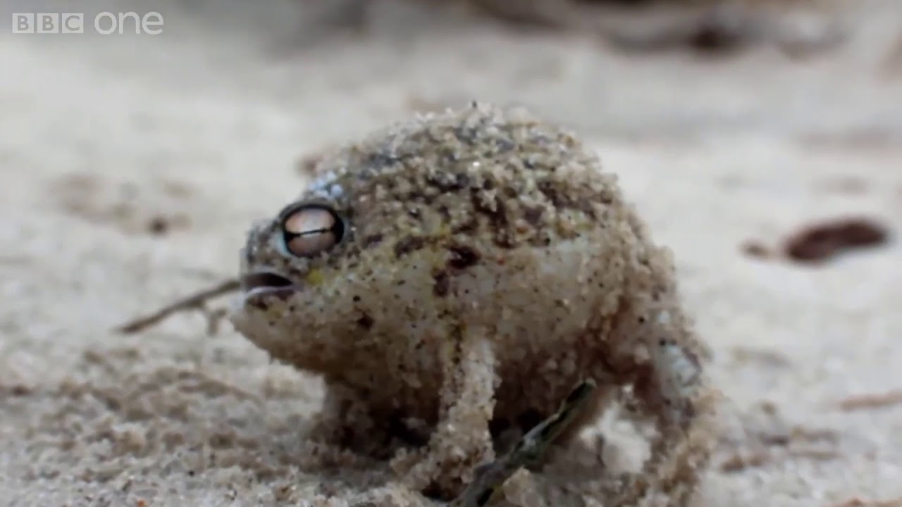 A tiny angry squeaking Frog 🐸 | Super Cute Animals - BBC - YouTube