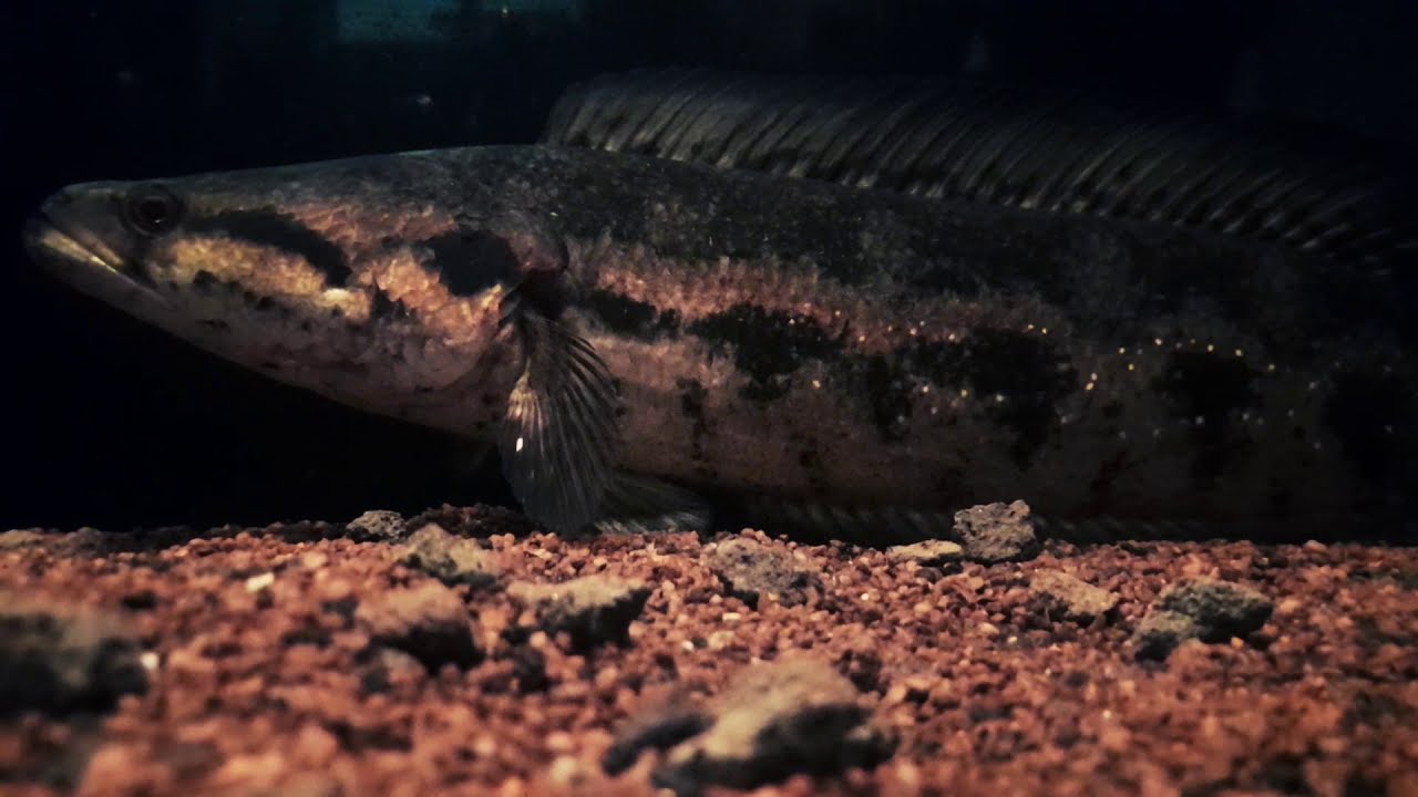 HUGE FOREST SNAKEHEAD (Channa lucius) - YouTube