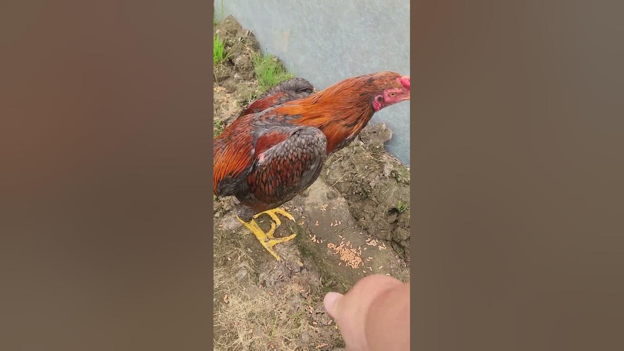 5 month old menyuam qaib 2 - YouTube