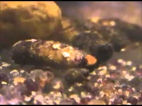 Gold Bugs, Gementomology, Caddisflies using gems and gold to make ...