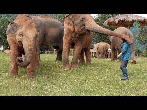 FaaMai and ThongAe rival for Mother Lek’s attention - ElephantNews