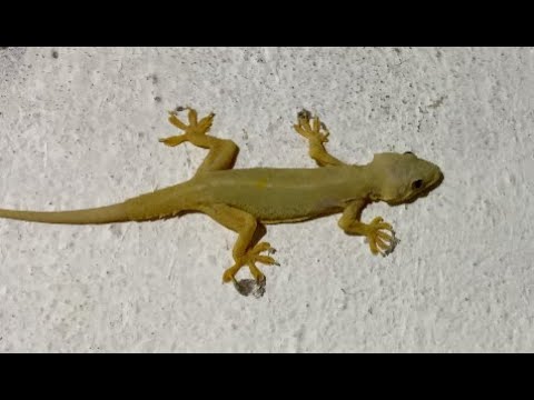Maausuli : Chipkali: Chhipkali: Common House Gecko In our old House ...