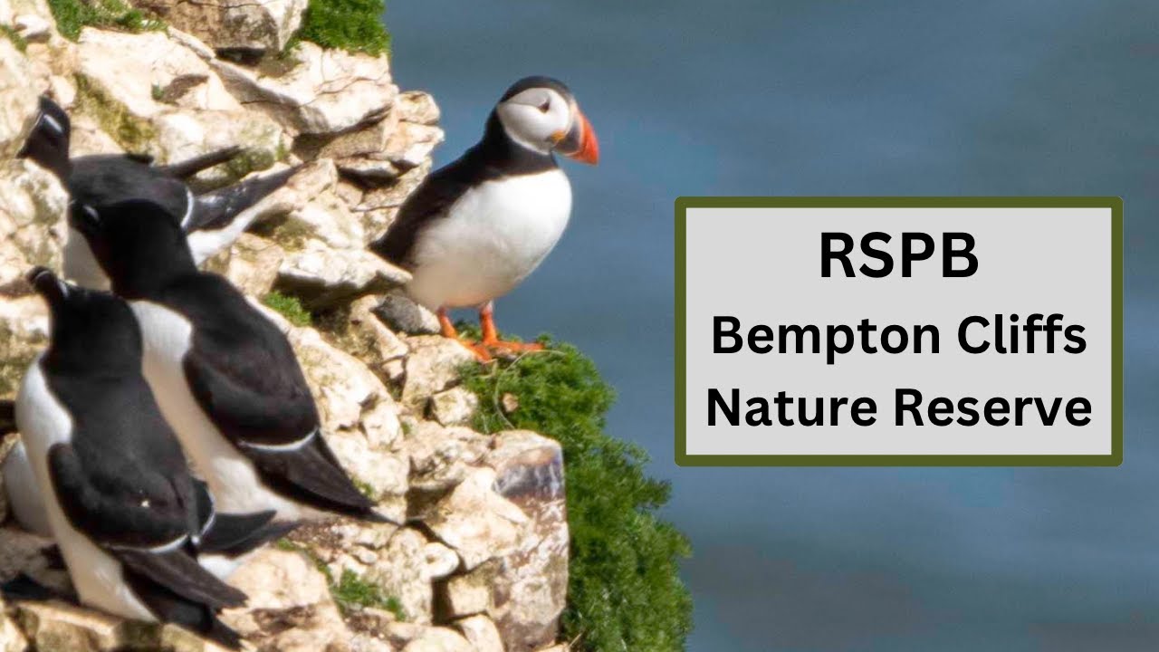 RSPB Bempton Cliffs Nature Reserve - Puffins, Gannets and more! - YouTube