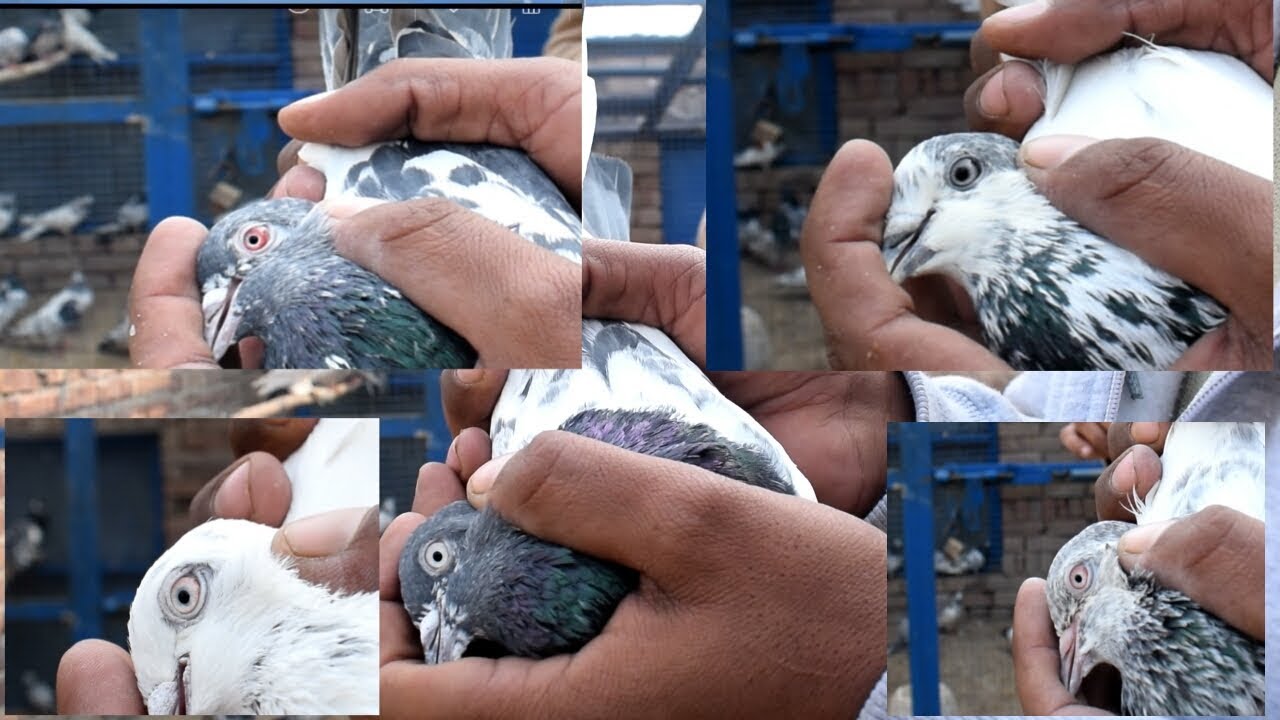 Beautiful high flyer pigeons of kashif butt from samundary(chak 268 ...