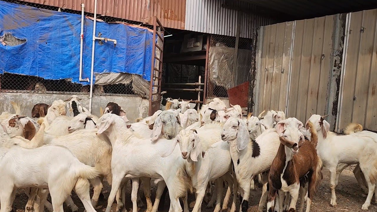 The Best Palehue Khassi Collection Of Usman Goat Farm Kalyan. - YouTube