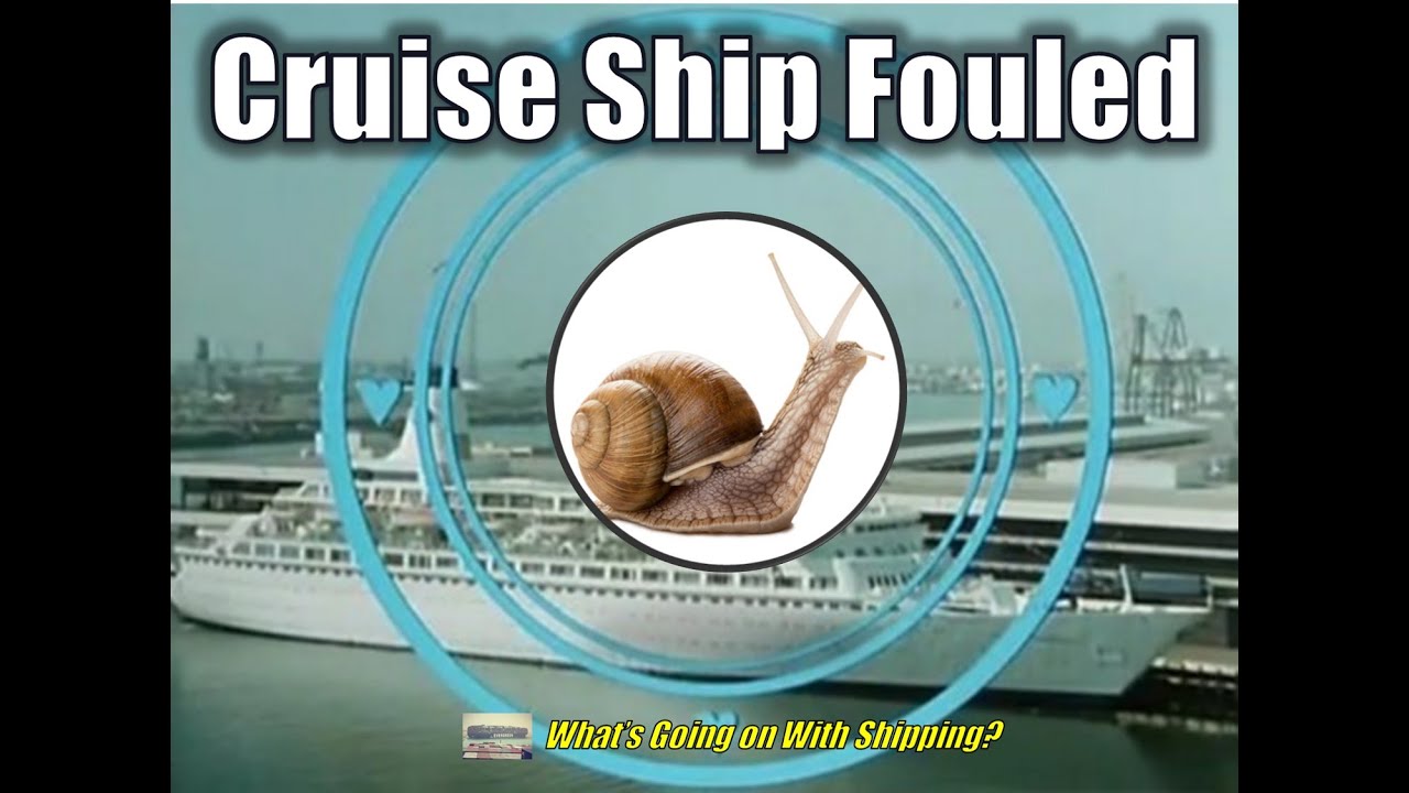 Australia & New Zealand Refuse Entry To Fouled Cruise Ships | Queen ...