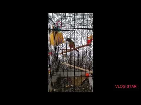 Bow bow Says Yeet so Cute - YouTube