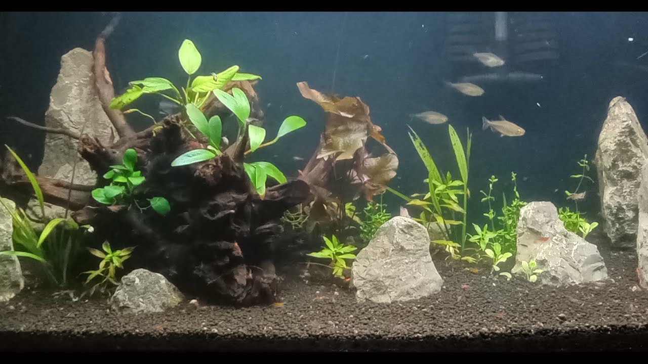 4 ft African River Aquascape. Low Tech. + 2 spawning tanks - YouTube