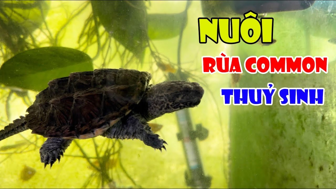 Vlog #11 | Nuôi Rùa Common Snapping Trong Bể Thuỷ Sinh | Raising Common ...