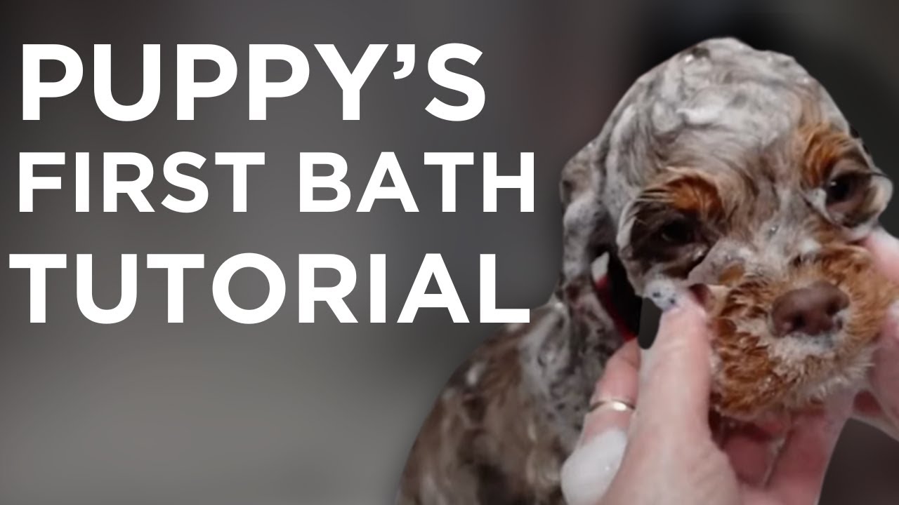 Cocker Spaniel Puppy's First Bath | Jess Rona Grooming - YouTube