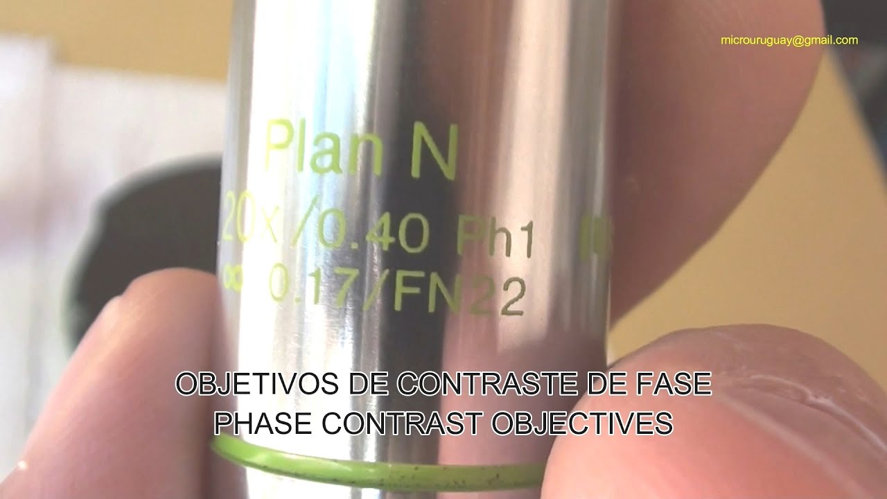 Cómo se ve con objetivos de contraste de fase - How it looks with phase contrast objectives ...