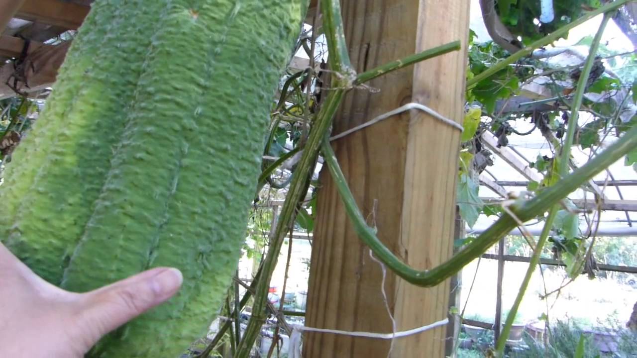 Different Types of Luffa - YouTube