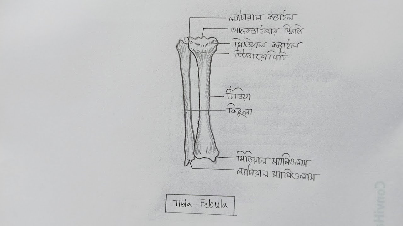 How to draw Tibia-Fibula | HSC Biology | Zoology Practical - YouTube