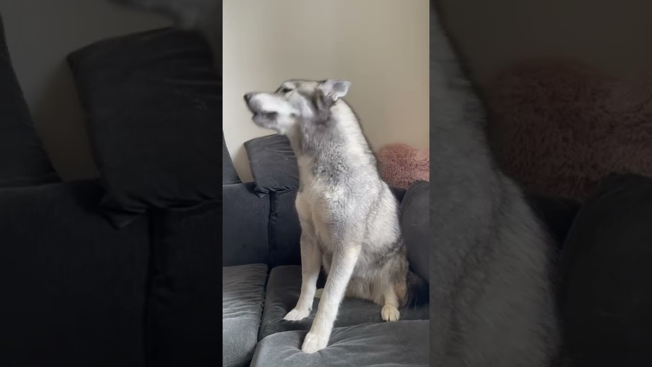 Can All Huskies Talk