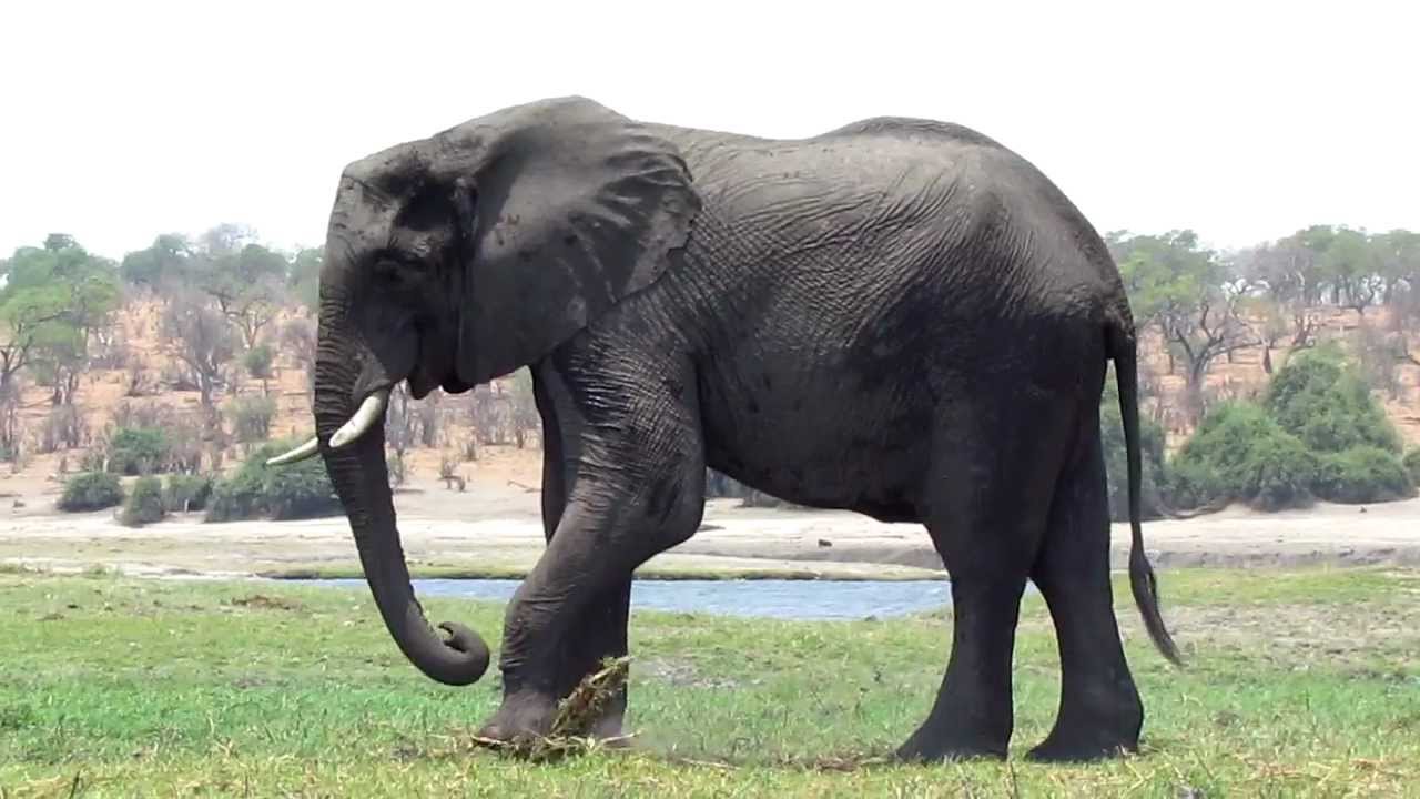 Elephant eating roots, Chobe River, Botswana - YouTube