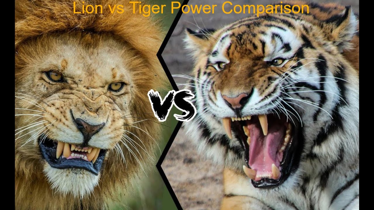 Lion vs Tiger Power Comparison | All About Wildlife - YouTube