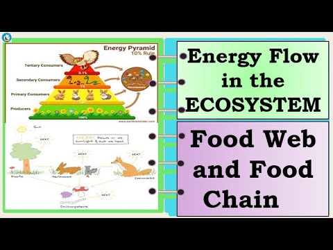 Science 7- Energy flow in an Ecosystem ( Food Chain and Food Web) - YouTube