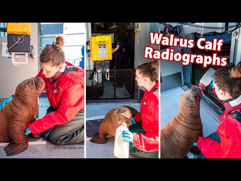 Orphaned Walrus Calf Veterinary Exam: First Radiographs - Zoos and Organizations Videos ...