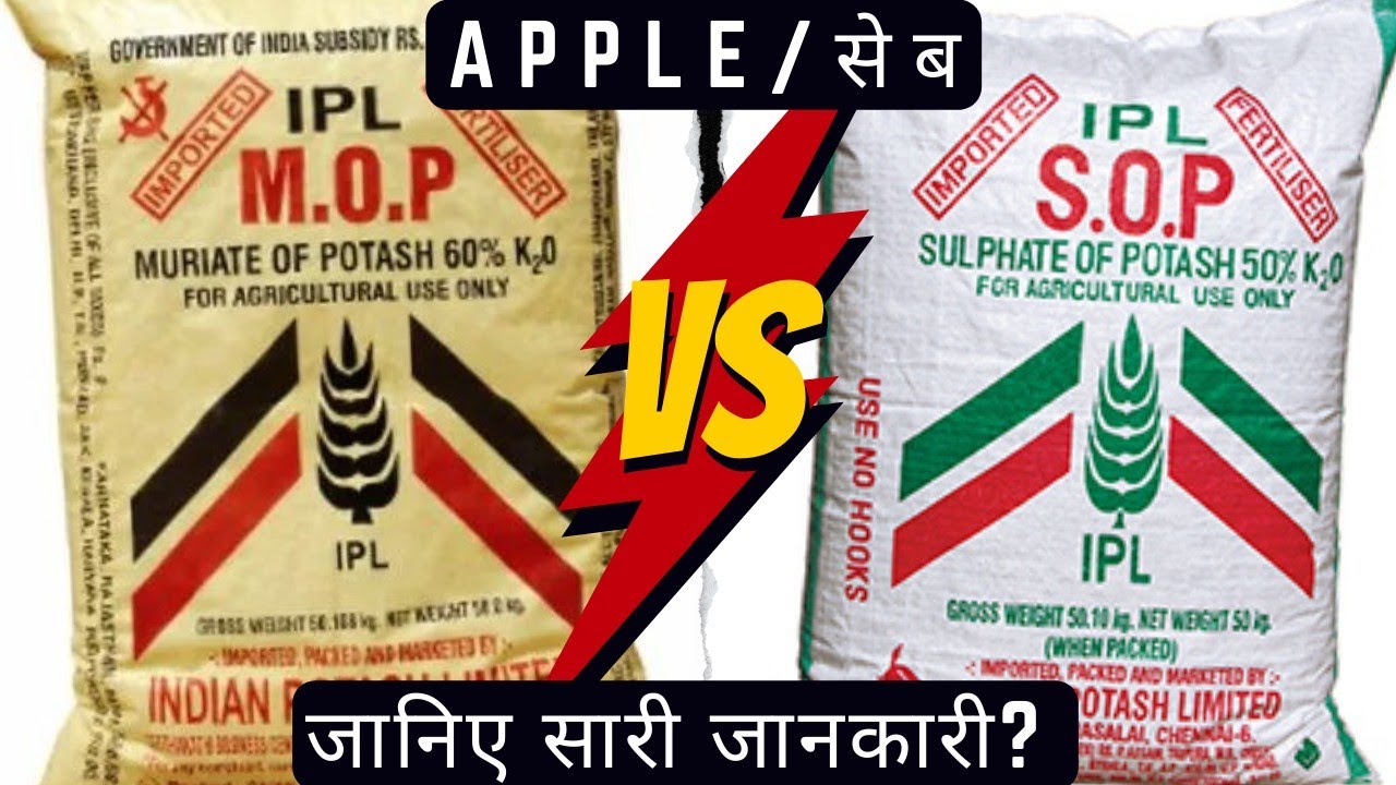 MOP vs SOP ! कौन सा बहतर है! Potassium!इस बारे में सब कुछ जानें!Best ...