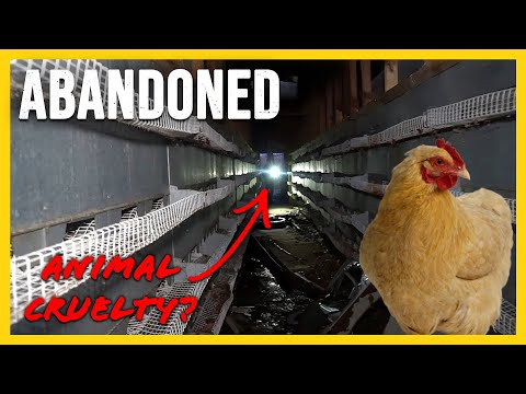 TINY CAGES at this Cruel Abandoned Chicken Farm!