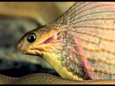 When Snake Have Breakfast - YouTube