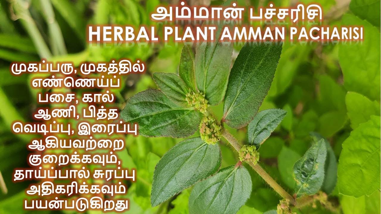 அம்மான் பச்சரிசி மூலிகை செடி பயன்கள் | Herbal Plant Amman Pacharisi ...