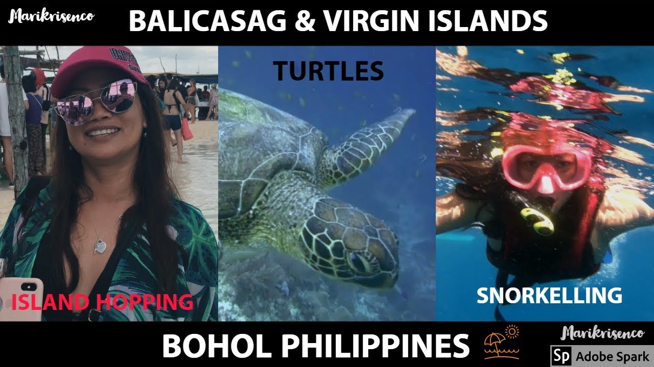 Amazing Sea Turtles in Bohol Philippines - YouTube