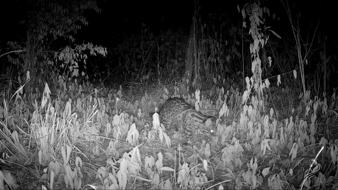 Southern tigrina hunting day and night - YouTube