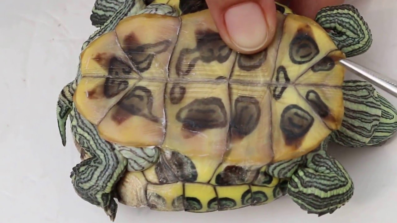 Treating Shell Rot in Terrapins at Toa Payoh Vets Pt 6 - YouTube