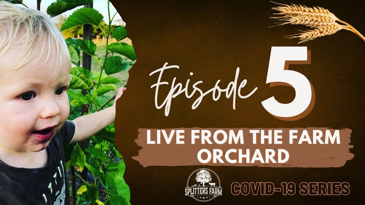 Episode 5 - Discovery in the Splitters Farm Orchard - YouTube