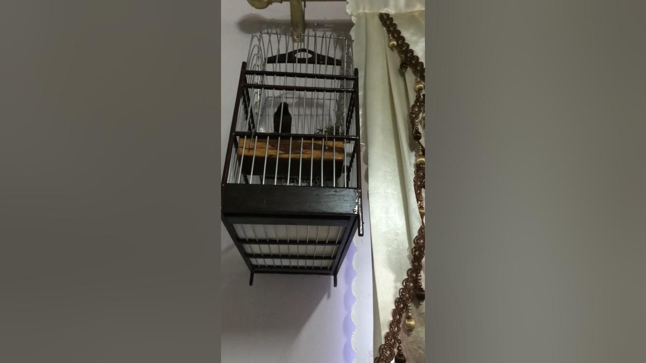 Picolet 2017 - YouTube