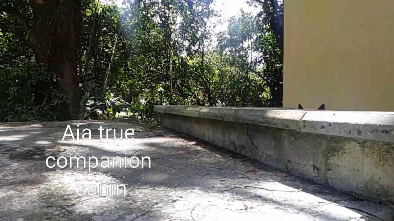 Aja true companion canin call us on 58220718 - YouTube