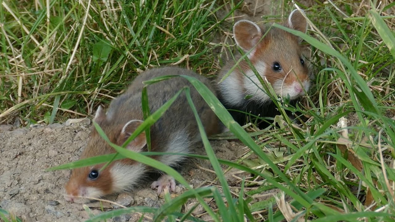 The wild European hamsters growing up in the last Vienna's hamster ...