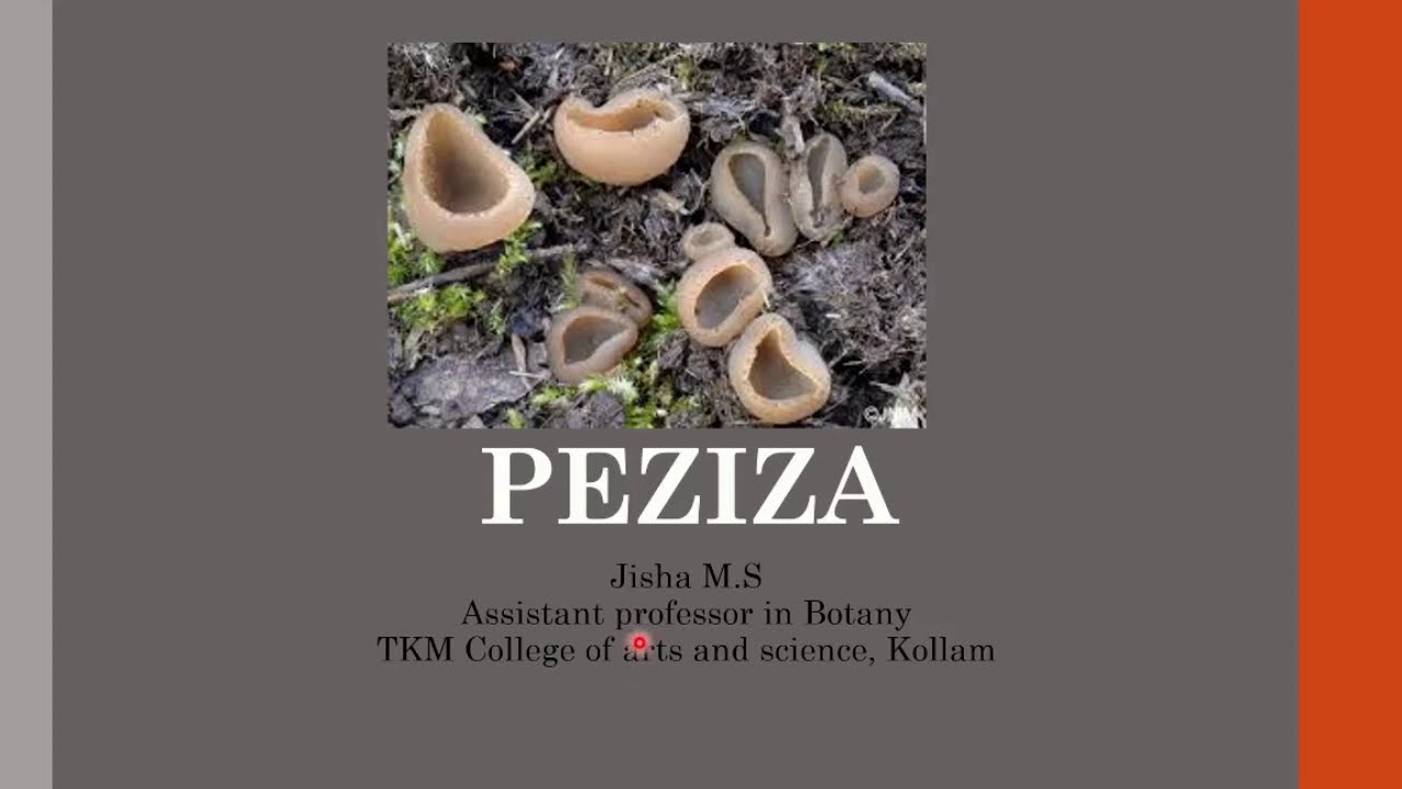 Peziza- structure and reproduction - YouTube