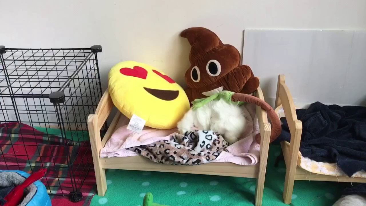 Daily life of the lava pigs - YouTube