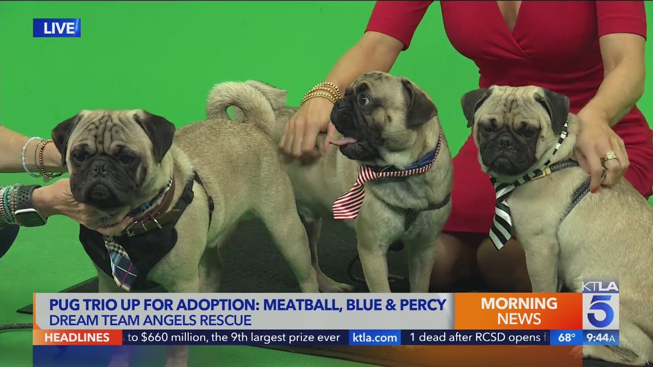 Pug trio up for adoption from Dream Team Angels Rescue - YouTube