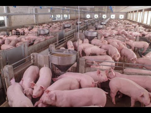How To START A PIG FARM Business As A BEGINNER! ( DETAILED )a ...