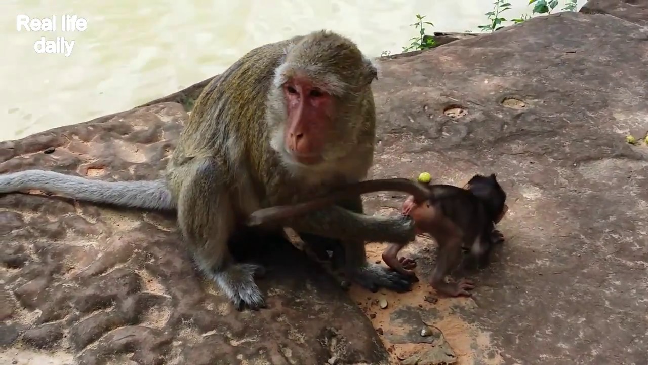 Poor baby monkey Amara With mom, Real life pets monkey near angkor ...