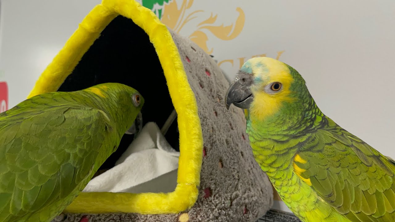 Lora cuidando sus bebes que están por nacer/loros listos para ser papás ...