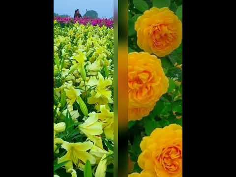 Status# Instagram #phone DP# full video HD 💕😘 beautiful flower 🤓♥️natural ground 😆💋