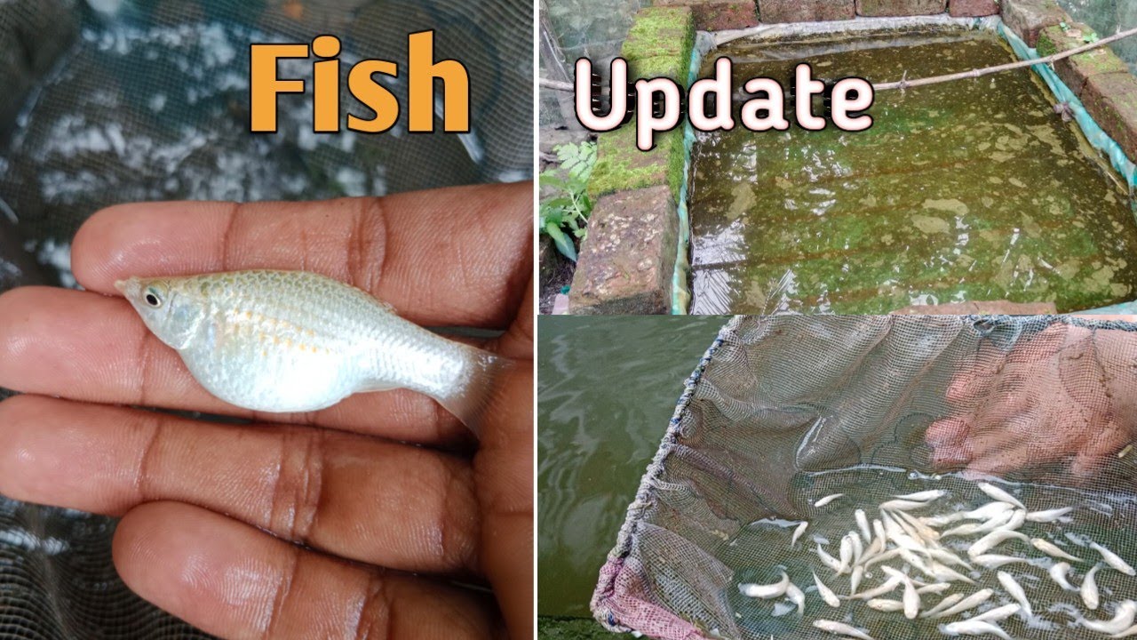 My fish update and available fish 🐟 - YouTube